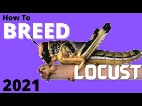 How To Breed Locusts And Crickets