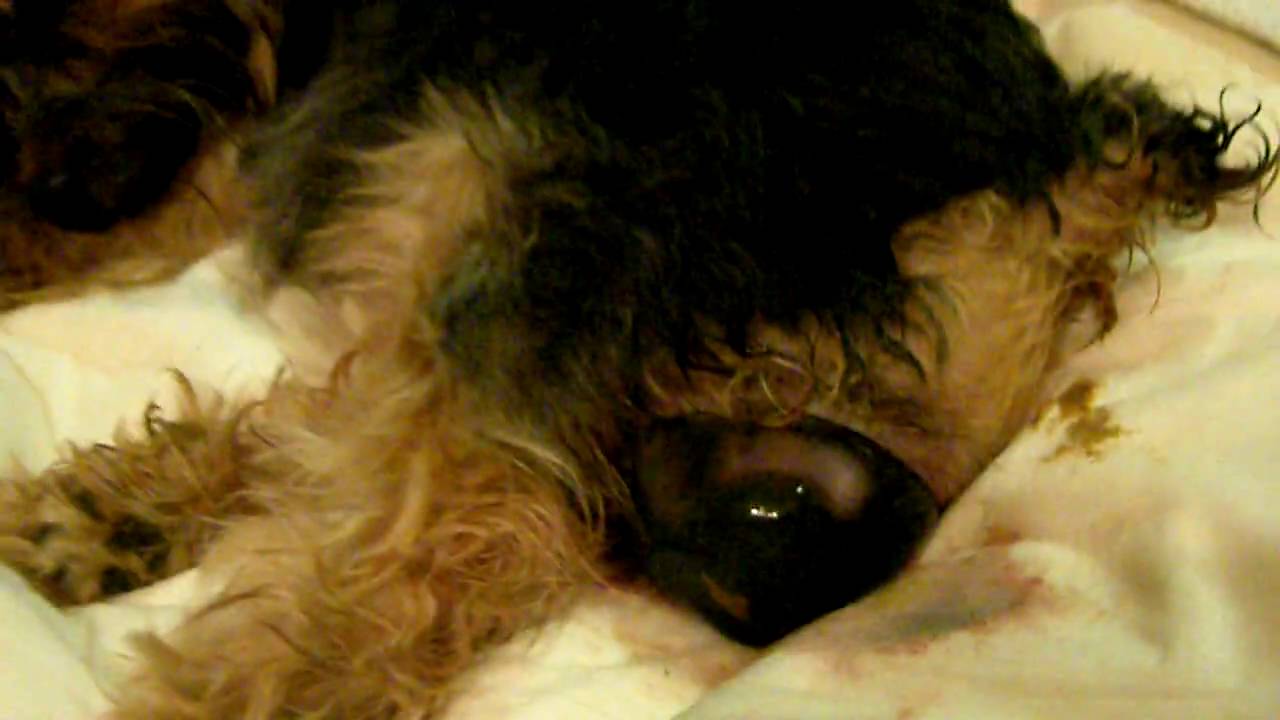 Birth of yorkie puppies - Asia Belle Hatfield - YouTube