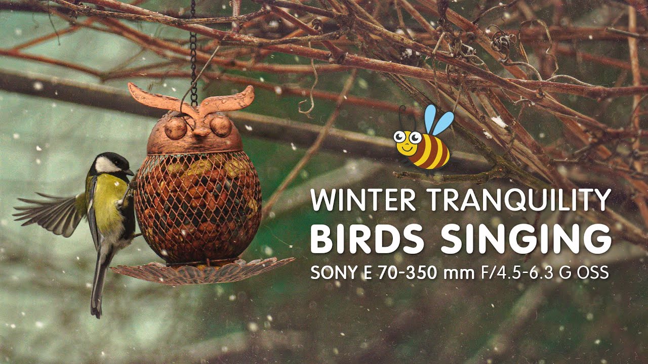 Winter Birds Singing: Feeder, Snow, and Tranquility. Sony E 70-350 mm F ...