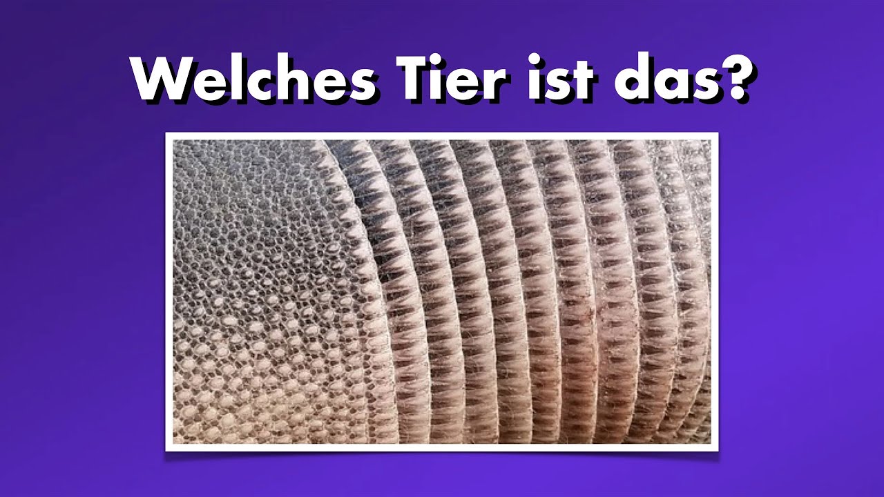 Erkennst du das Tier? (Fell, Haut, Gefieder) - 10 Fragen #Quiz - YouTube