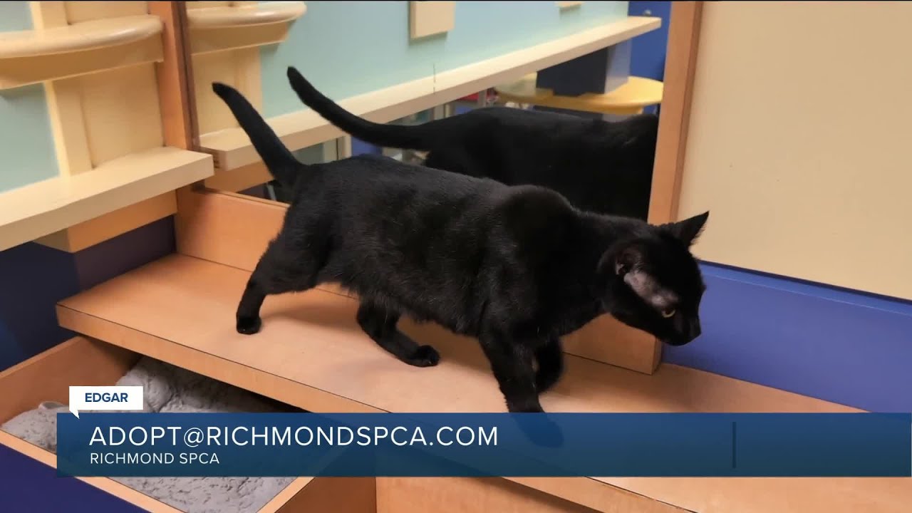 Paws for Pets: Edgar, affectionate, confident & playful boy who loves ...