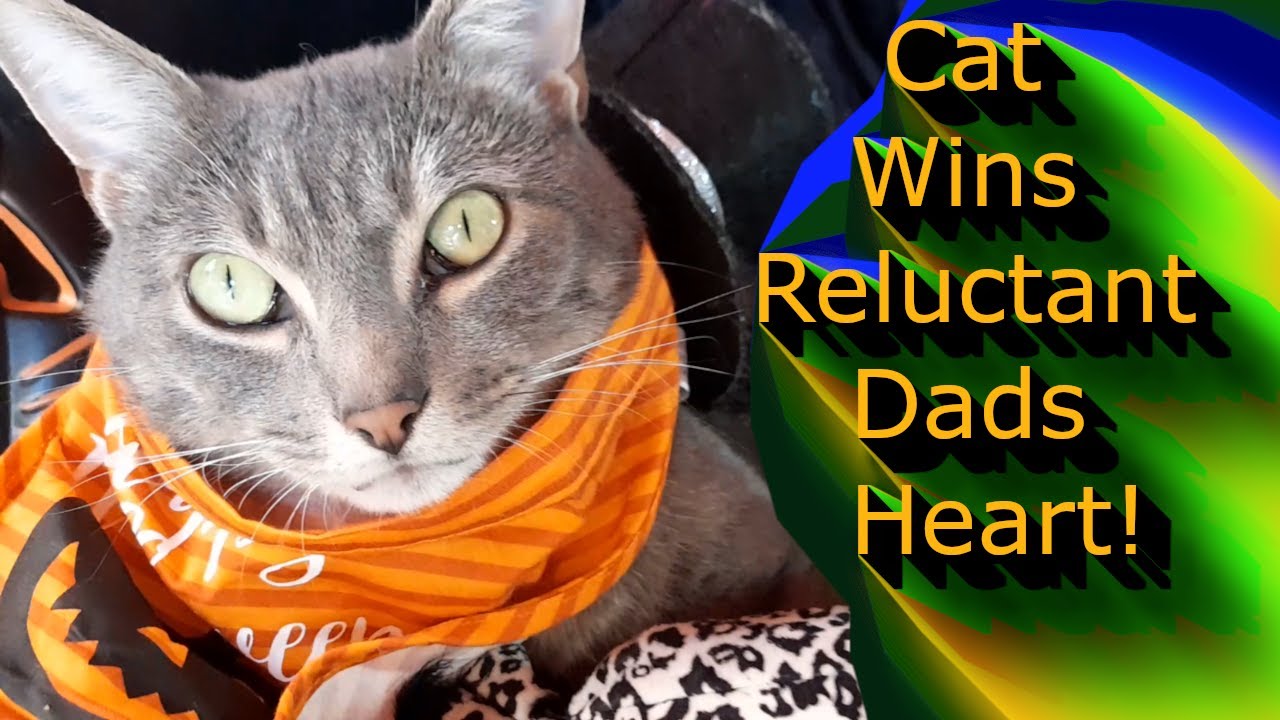 Cat Wins Reluctant Dads Heart! - YouTube