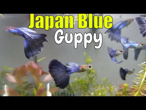 Guppy Types (Species, Tail Shapes, Colors, and Patterns!) - Aqua Goodness