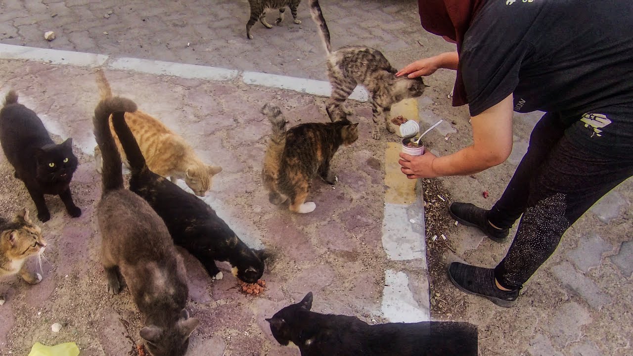 feeding every street cat and kitten with some special food - YouTube