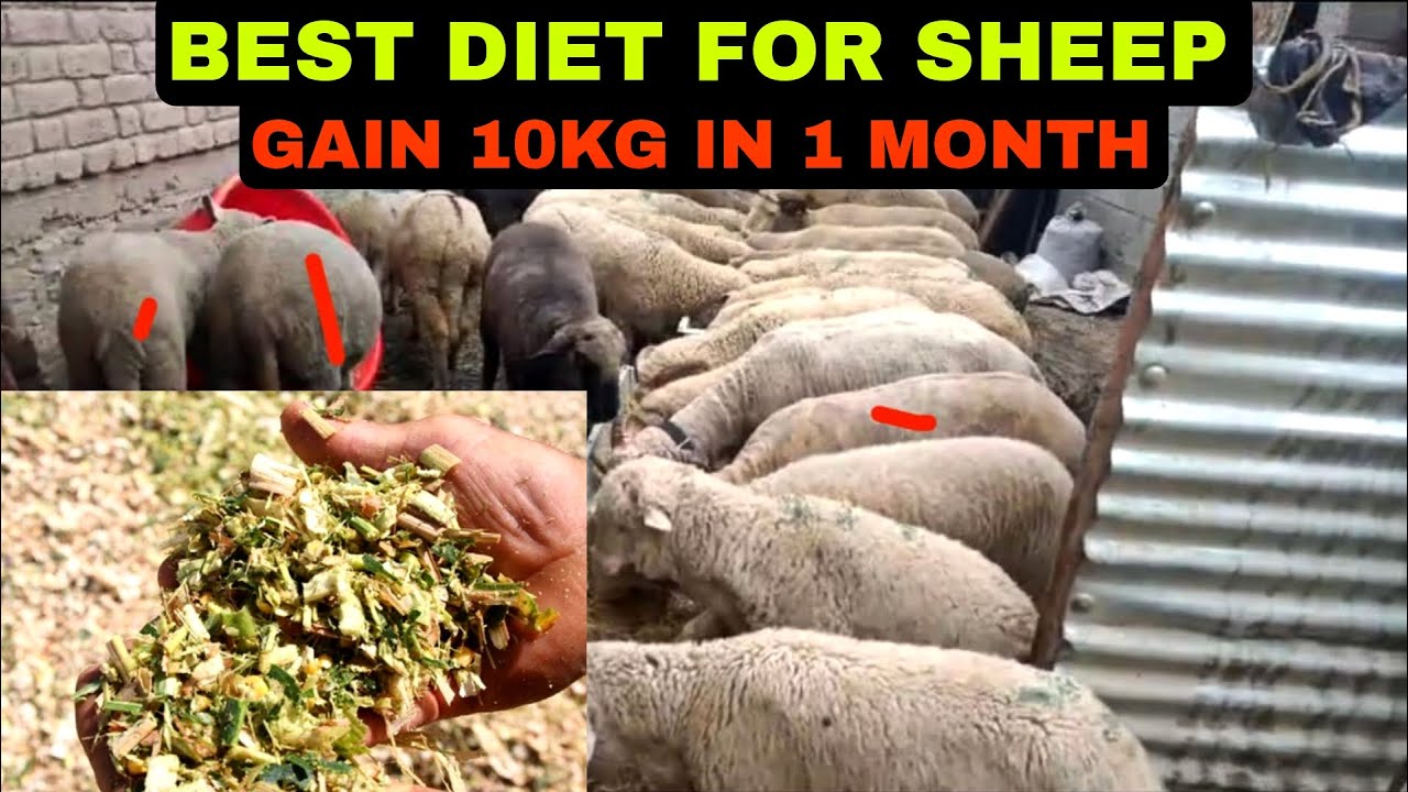 Winter diet plan for sheep|| diet plan for sheep during winter || what ...