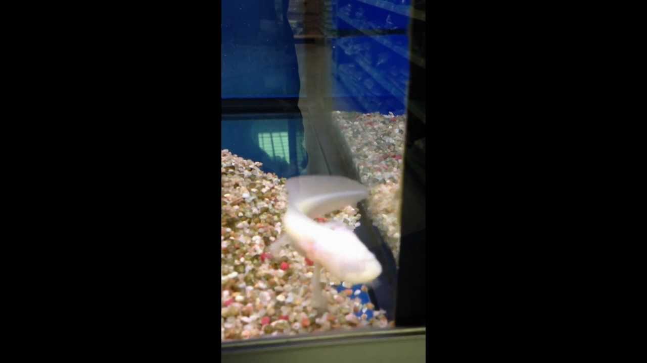 Poisson Avec Pattes Ces Animaux Moches Que J'aimerais Adopter #2