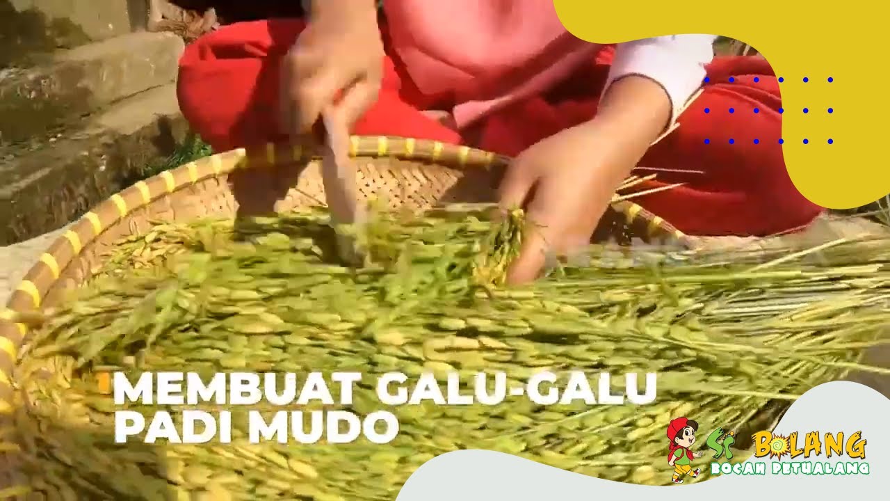 Membuat Galu-Galu Padi Mudo | SI BOLANG (22/12/22) - YouTube