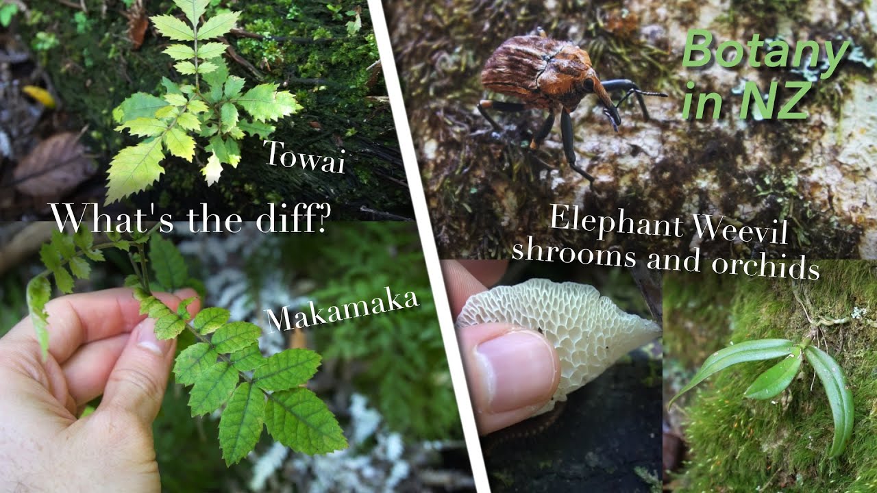 Plants of Pukenui Forest's Taraire Ridge, Whangarei, New Zealand - YouTube