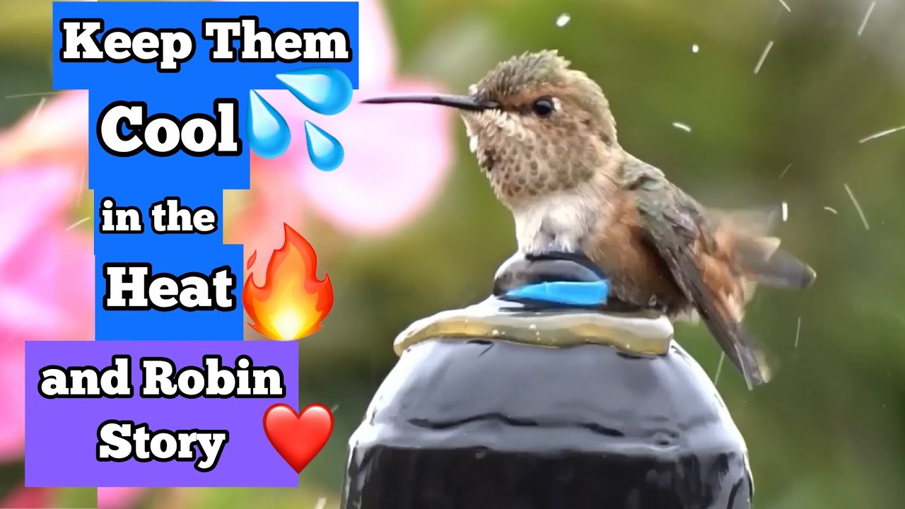 Hummingbird Water Solar Fountain, Wild Birds, Birdbath Keeping WATER ...