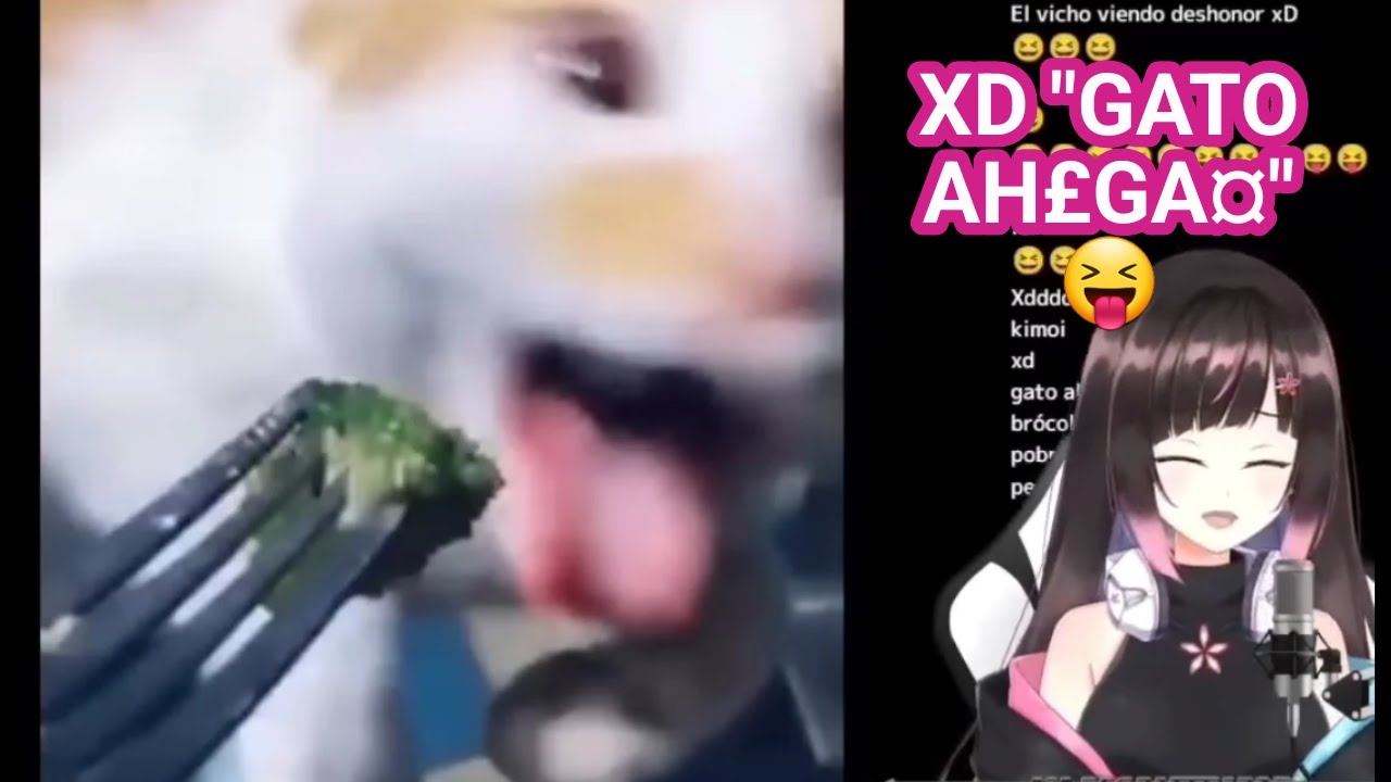 Japonesa reaciona a: "GATITO AH£GA¤" - YouTube