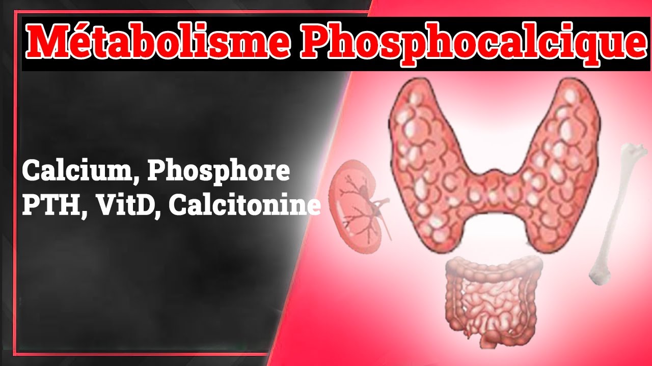 Métabolisme Phosphocalcique | Endocrinologie Medicale - YouTube