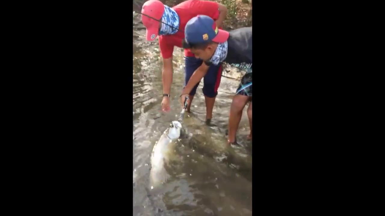 Light tackle Tarpon fishing in the Caribbean - Trinidad and Tobago ...