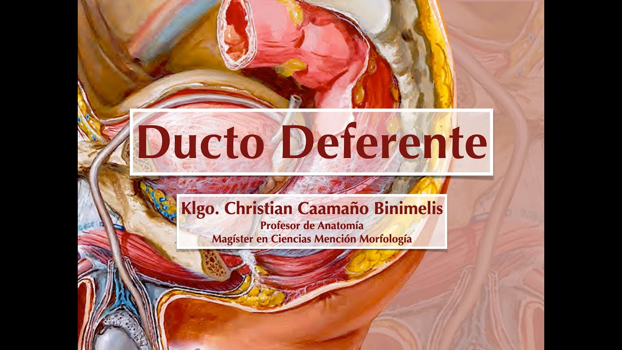 Ducto o Conducto Deferente - YouTube