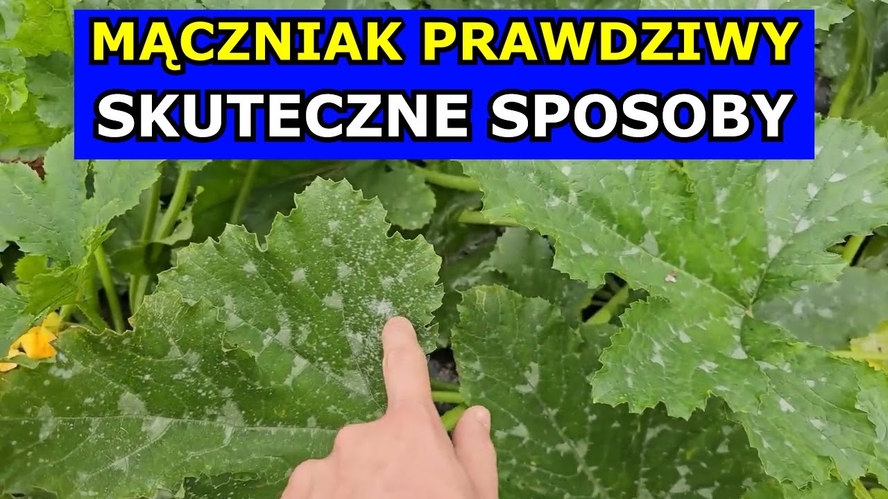 Skuteczne Sposoby na Mączniaka prawdziwego. Oprysk Mączniak prawdziwy ...