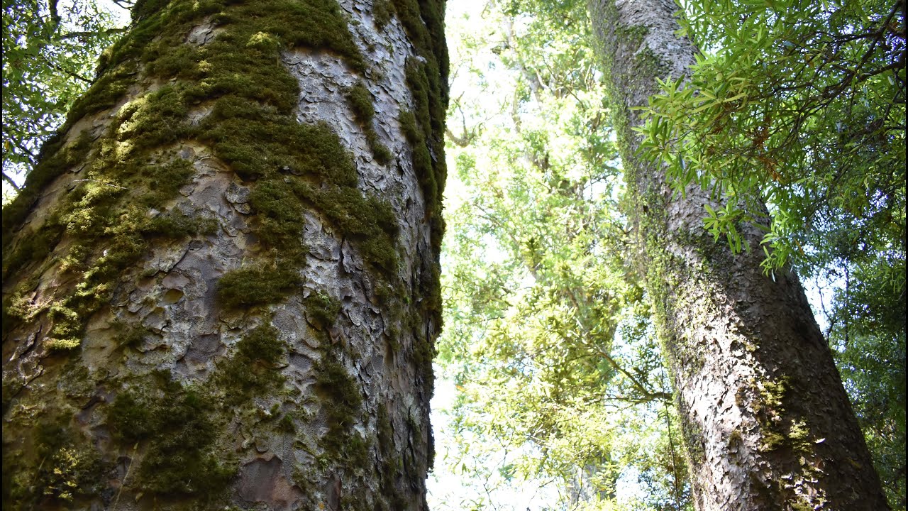 Kauri of the Kaimai: Rapurapu Track Day Walk - YouTube