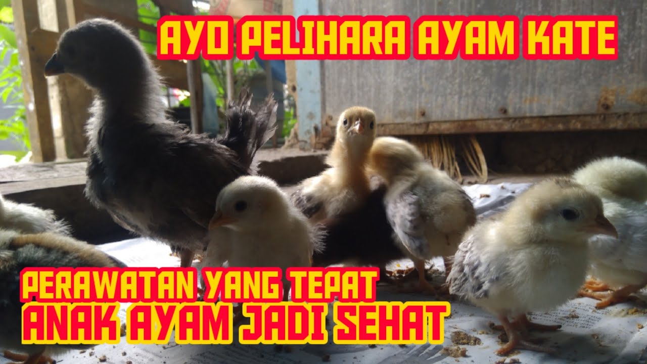 Cara merawat anak ayam kate umur 1 hari sampai 2 bulan - YouTube