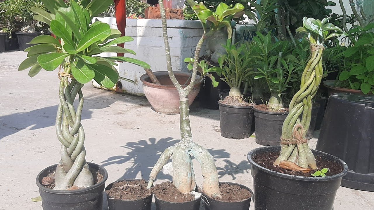 TRIPAL CODEX DESIGN IN ADENIUM PLANTS - YouTube