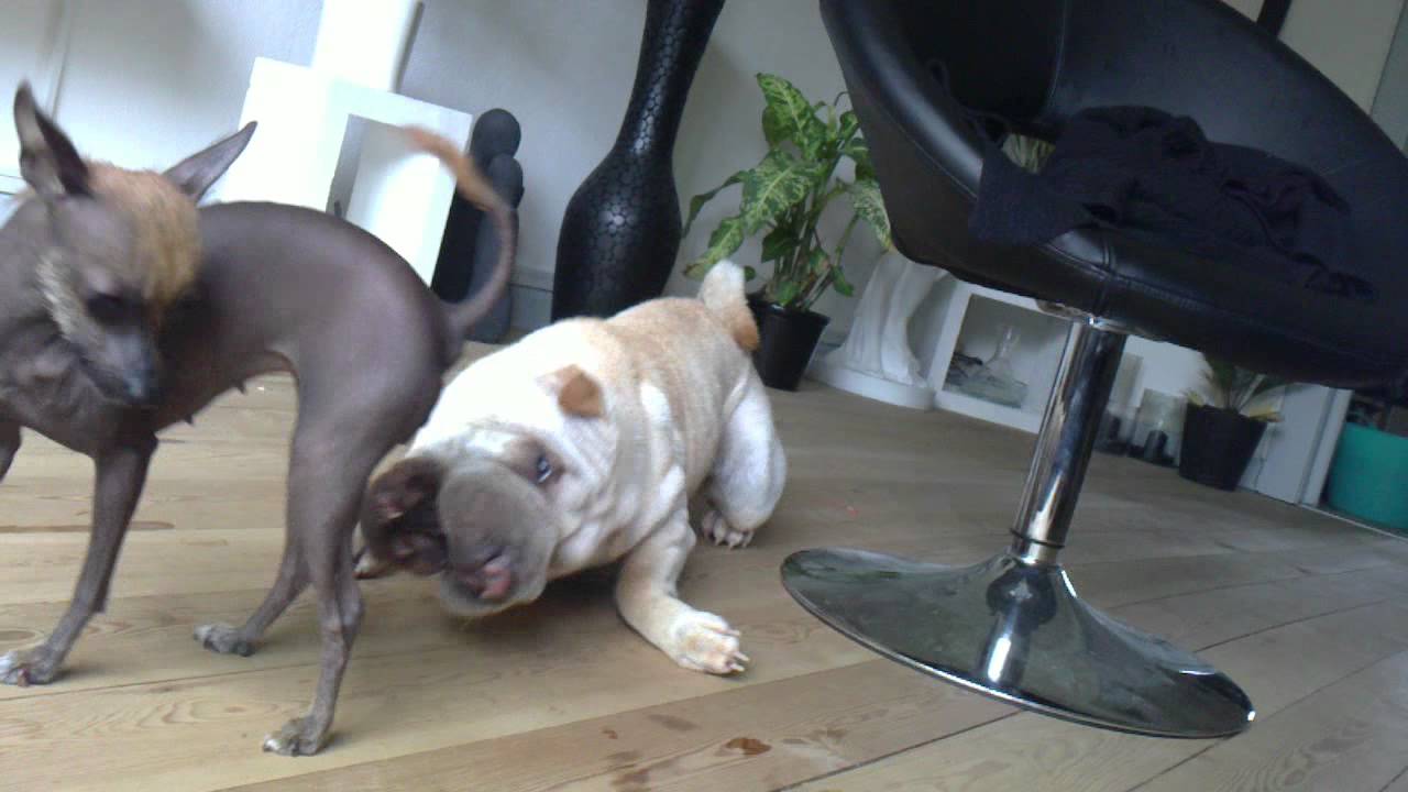 Dog Fight Shar Pei & Xoloitzcuintle 2 - YouTube