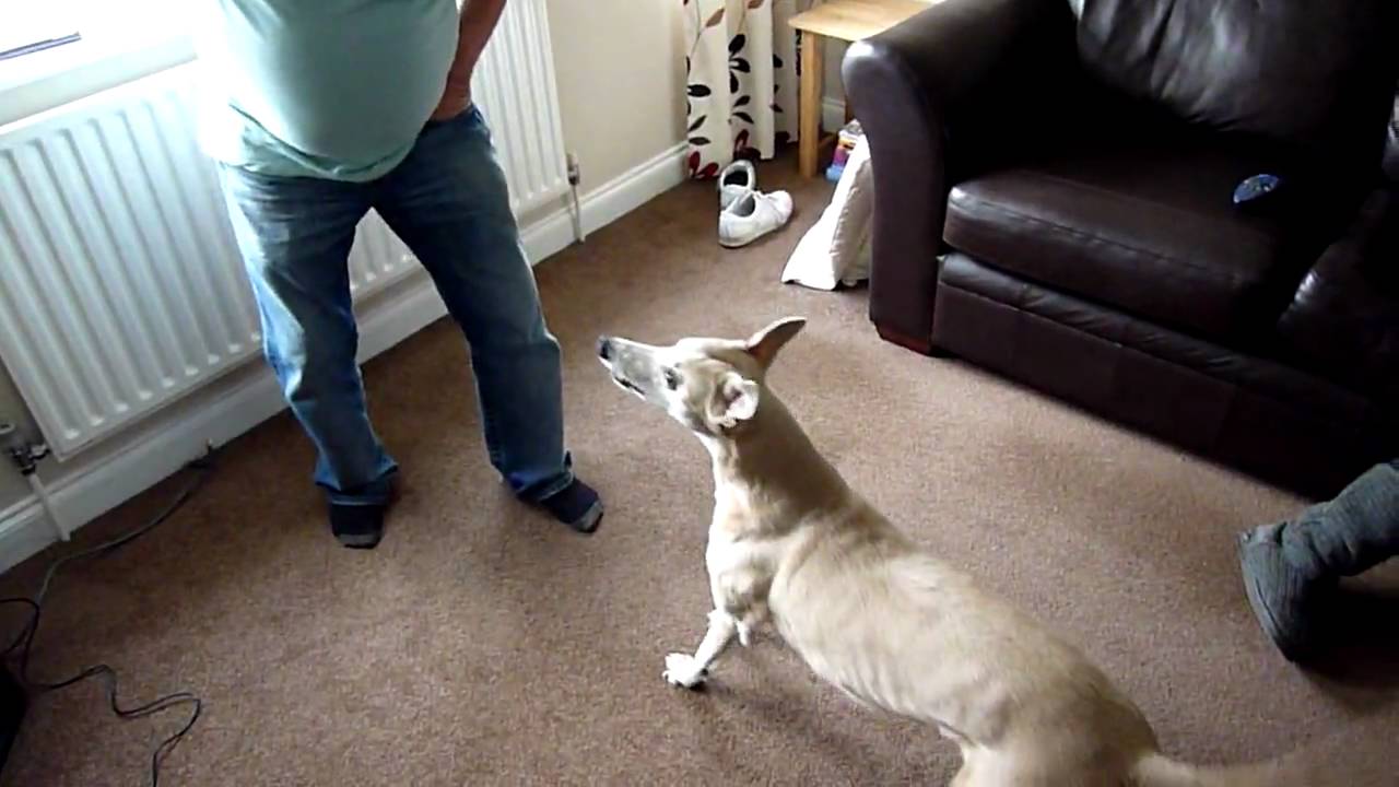 The Dog That Can Say Millwall - YouTube