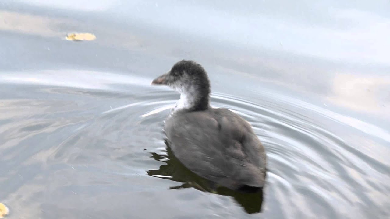 Juvenile Coots, Plantsbrook Nature Reserve, Birmingham. - YouTube
