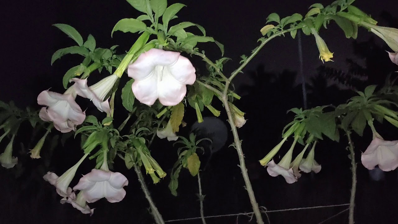 ধুতুরা ফুল /Datura flower/Dutura ful see description for full details ...