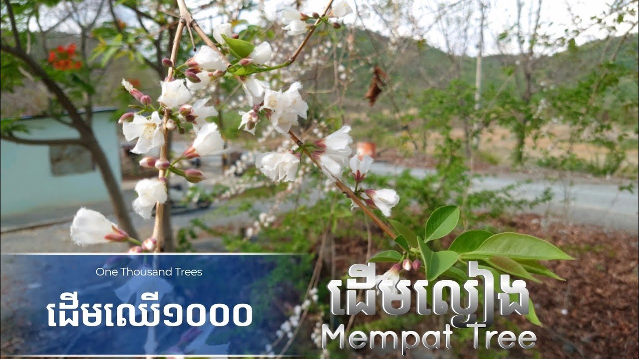 ដើមល្ងៀង - Mempat Tree - YouTube