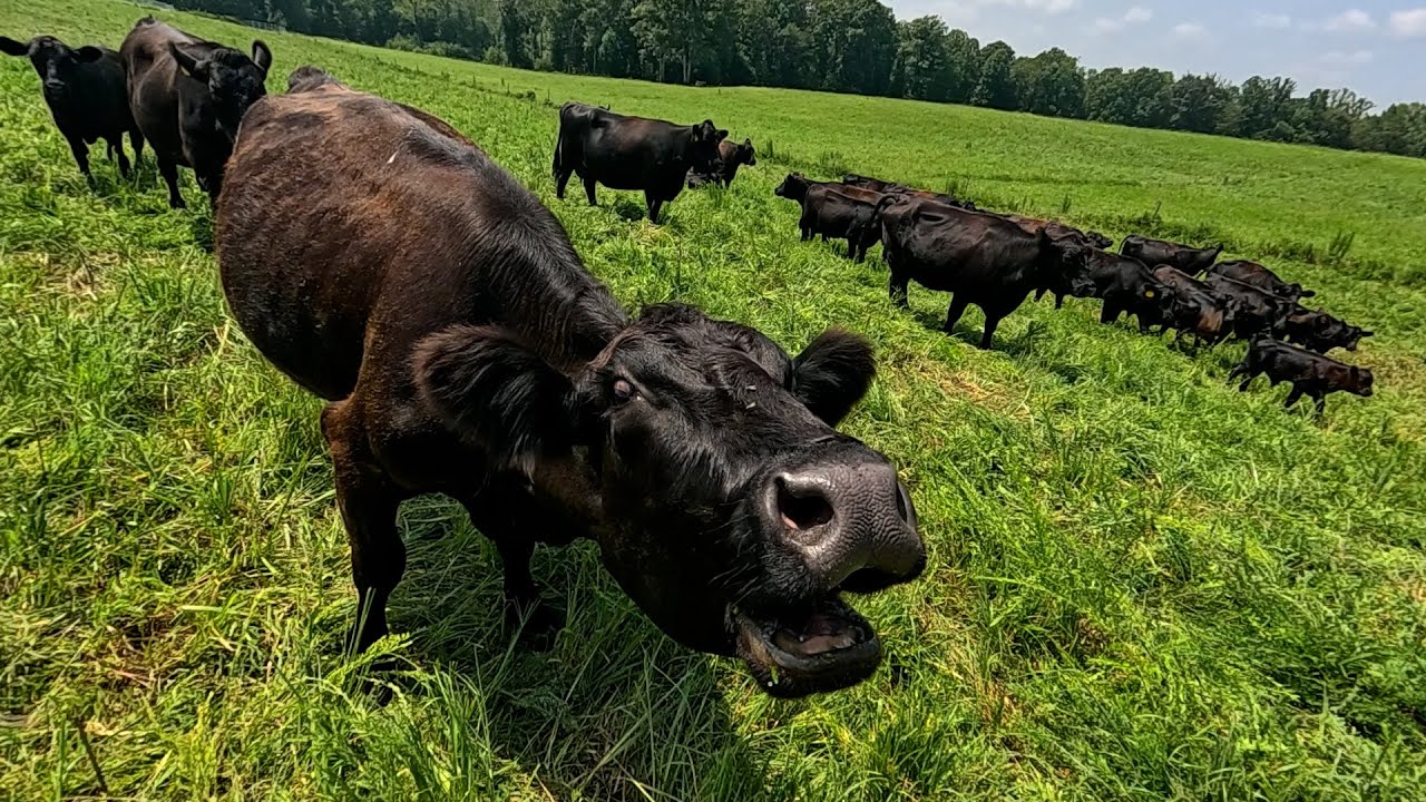 Cattle Roundup ....Cattle Drive! - YouTube
