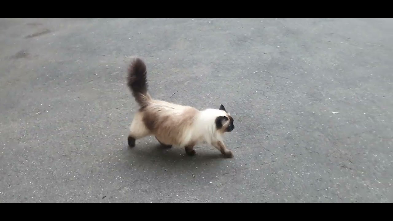 Кошка Моника| Релакс прогулка 🍀🌾🌿| Невская Маскарадная| Monica Cat ...