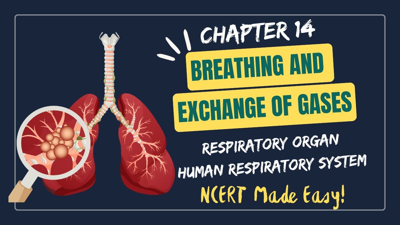 Breathing & Exchange of Gases | Part 01 | Human Respiratory System ...