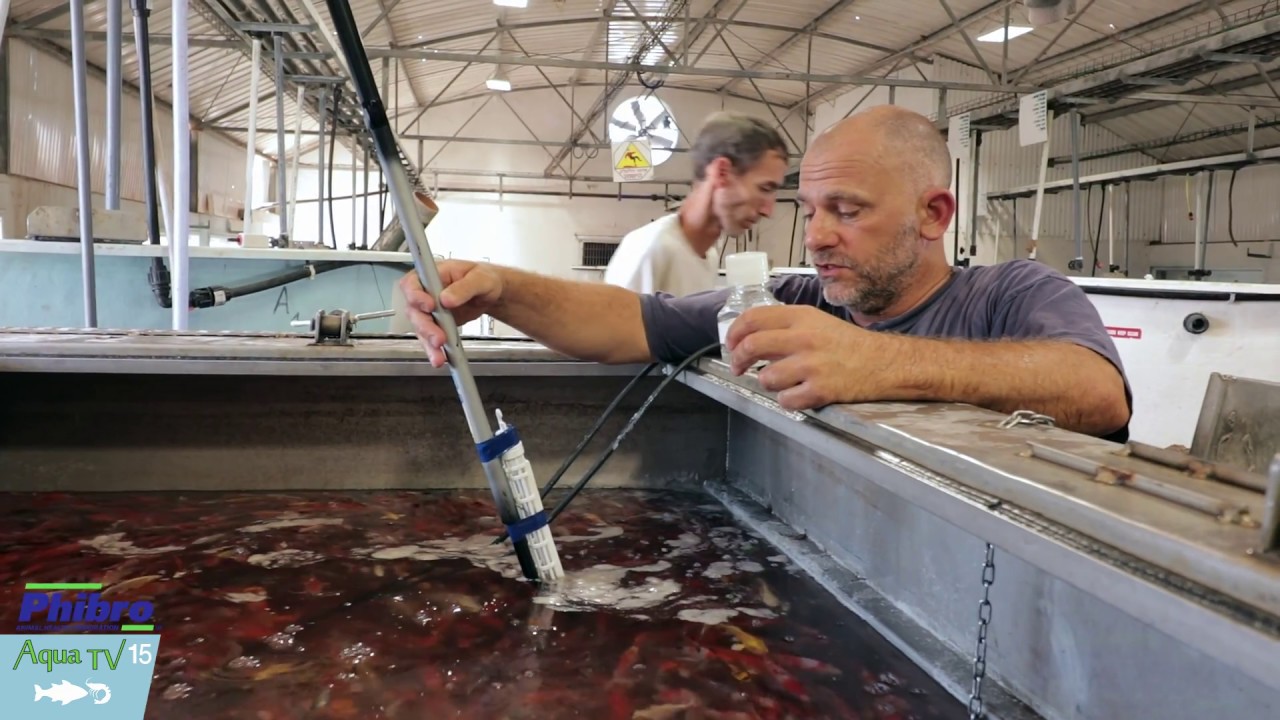 AquaTV Episode 15 - vaccinating Koi and Carp against Koi Herpesvirus ...