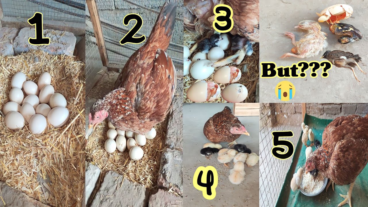 1 Day to 21 Day Hen Hatching Eggs | Saaduddin Vlogs - YouTube