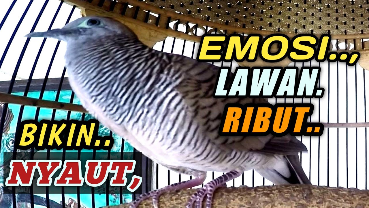 PERKUTUT LOKAL GACOR BUAT PANCINGAN PARA PEMIKAT BURUNG - YouTube