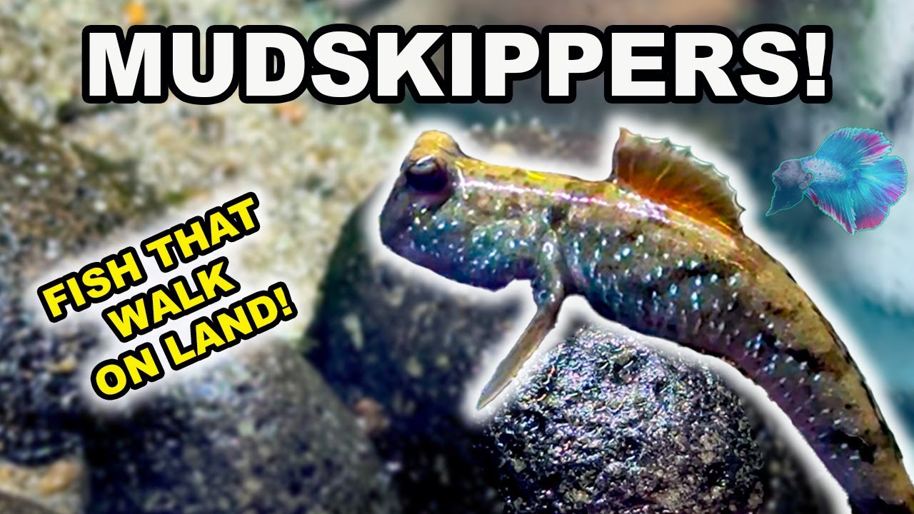 MUDSKIPPERS: Tank Setup and Care! - YouTube
