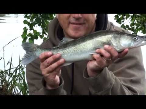 Pike and Zander on single hook rigs Part 2 Exclusive - YouTube