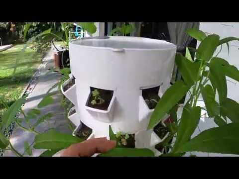 King Tower Farm | Microgreens Tower (2020) | Angie Mead King - YouTube