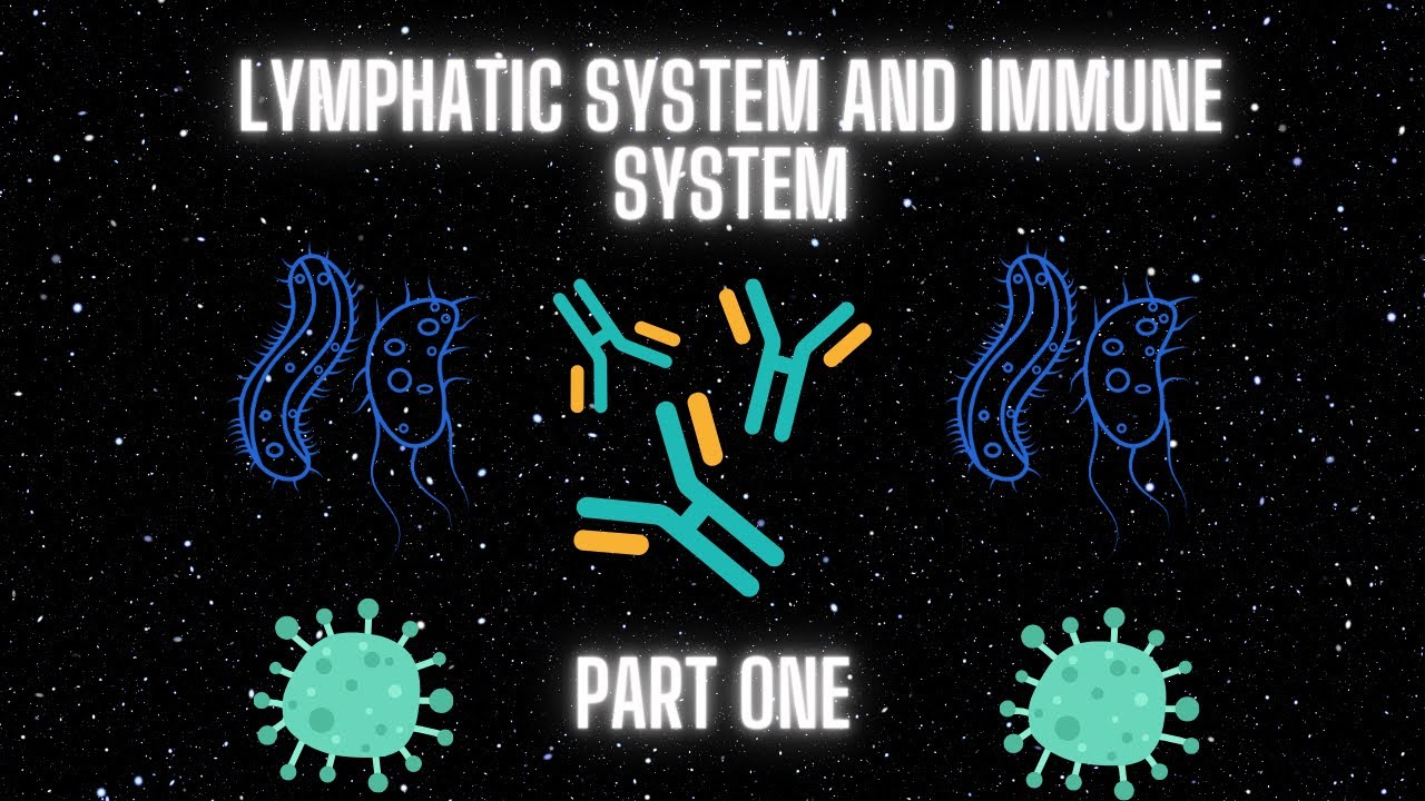How the Lymphatic System and Immune System Work Together | MCAT - YouTube