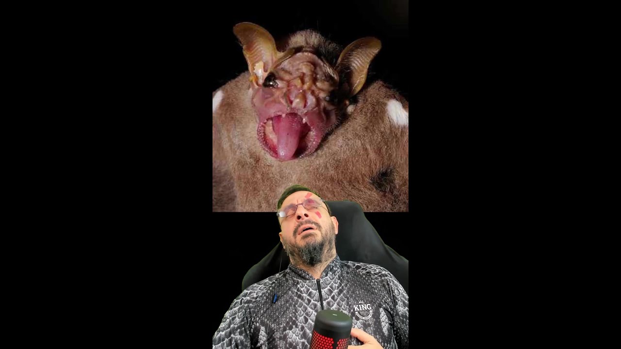 Qual o único mamífero que voa? Vídeo de HUMOR ANIMAL com o Biólogo ...