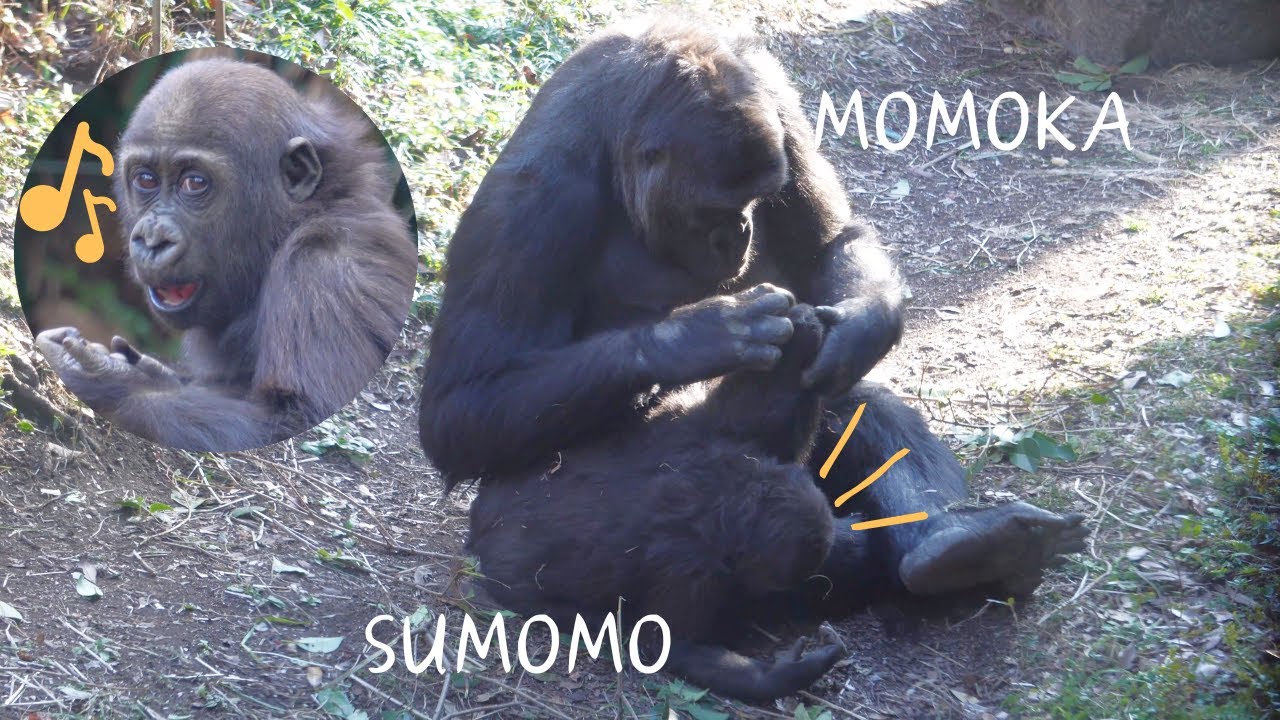 Sumomo the baby gorilla groomed by sister Momoka. Feels Comfortable ...