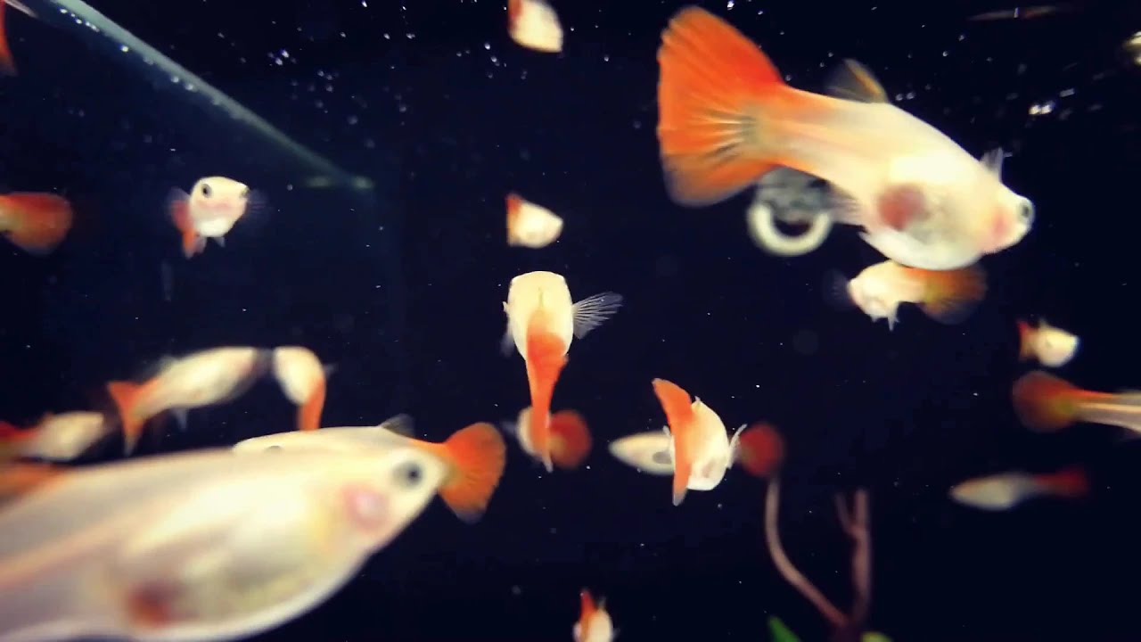 Gupka red samička - poecilia reticulata - www.shrimp.sk - YouTube