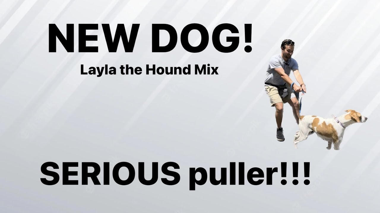 NEW DOG! Layla the Hound Mix - YouTube
