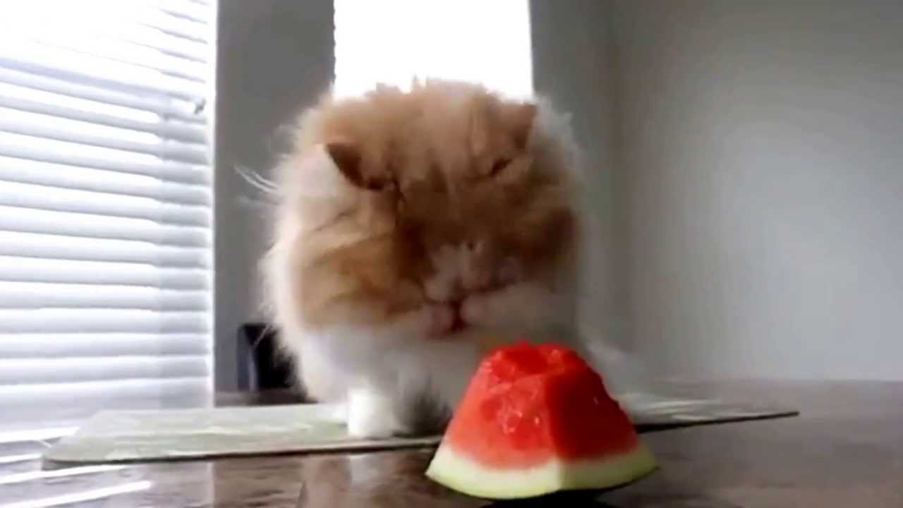 Gatito comiendo sandia - YouTube
