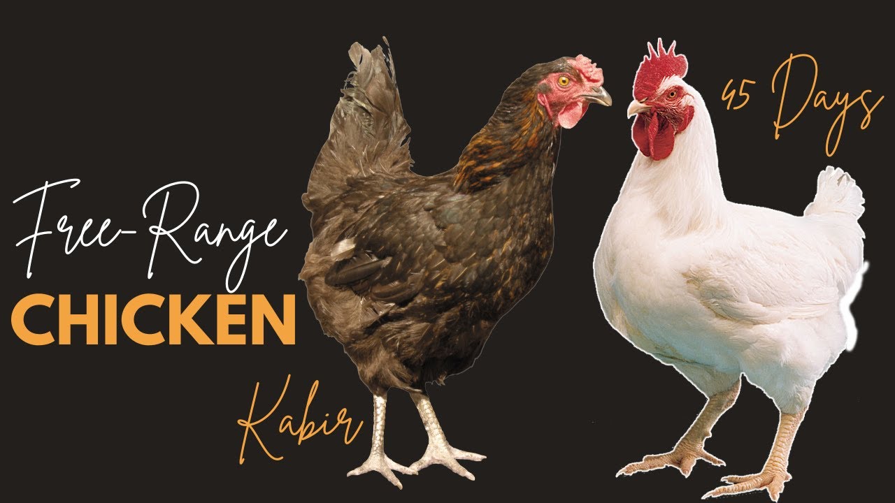 45 days CHICKEN and KABIR CHICKEN in the Philippines Free-Range Chicken ...