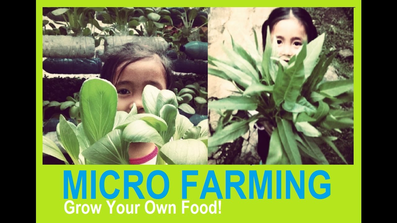 Micro Farming; Grow Your Own Food! - YouTube