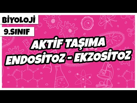 9. Sınıf Biyoloji - Aktif Taşıma Endositoz - Ekzositoz