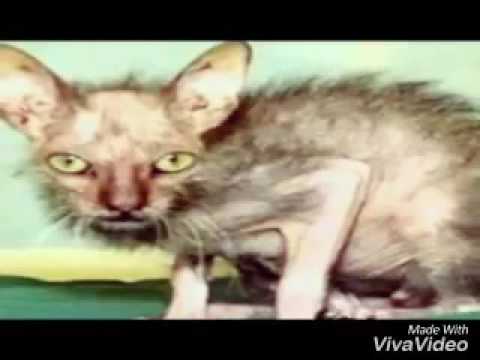 Top 5 os gatos mais feios do mundo - YouTube