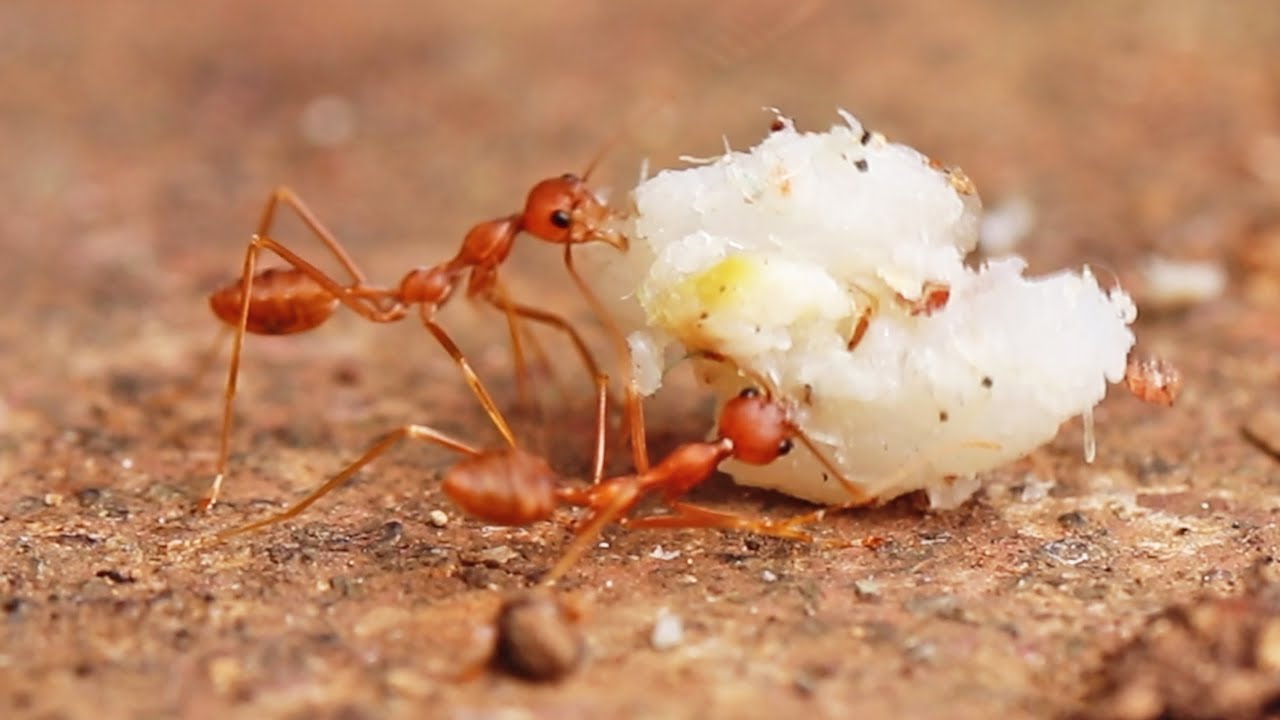 Weaver ants carrying food (rice) - YouTube
