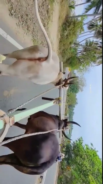 #kongu_culture #cow #kongubloods #bull #relaks #animals #jallikattukalai #funny #love - YouTube