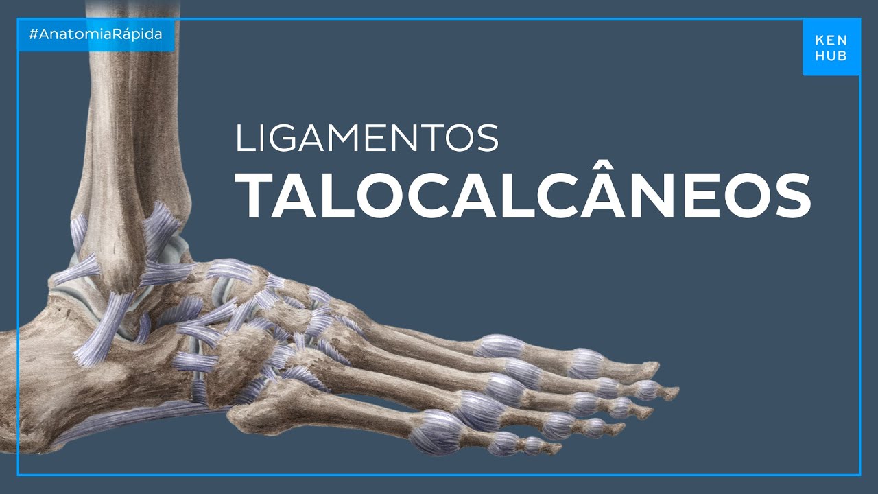 Ligamentos do pé e do tornozelo: Ligamentos talocalcâneos - Anatomia ...