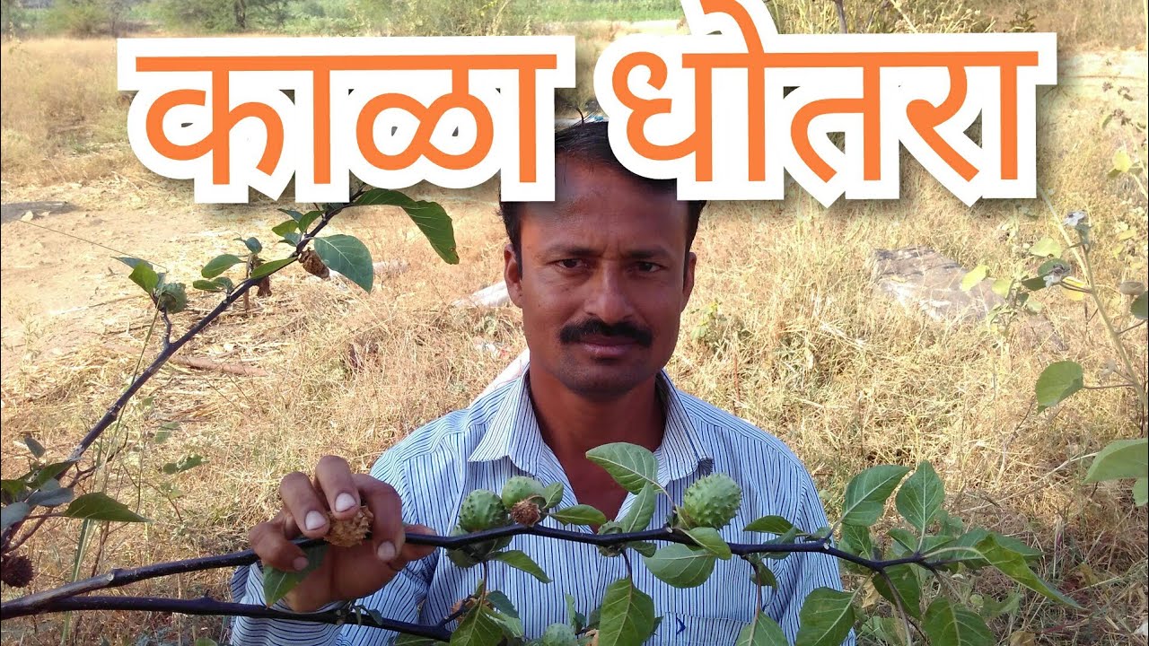 Kala dhotra va tyache fayade,ayurvedic treatment - YouTube