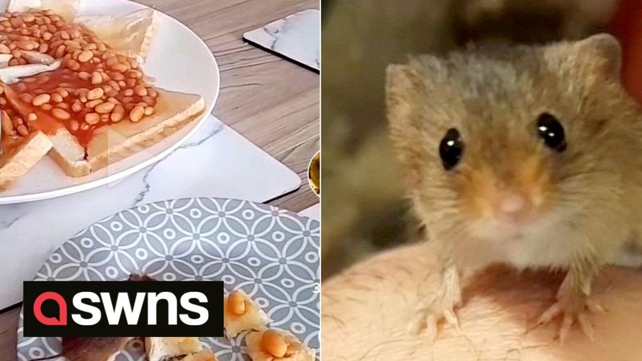Harvest mouse becomes unlikely star by enjoying mini versions of meals ...